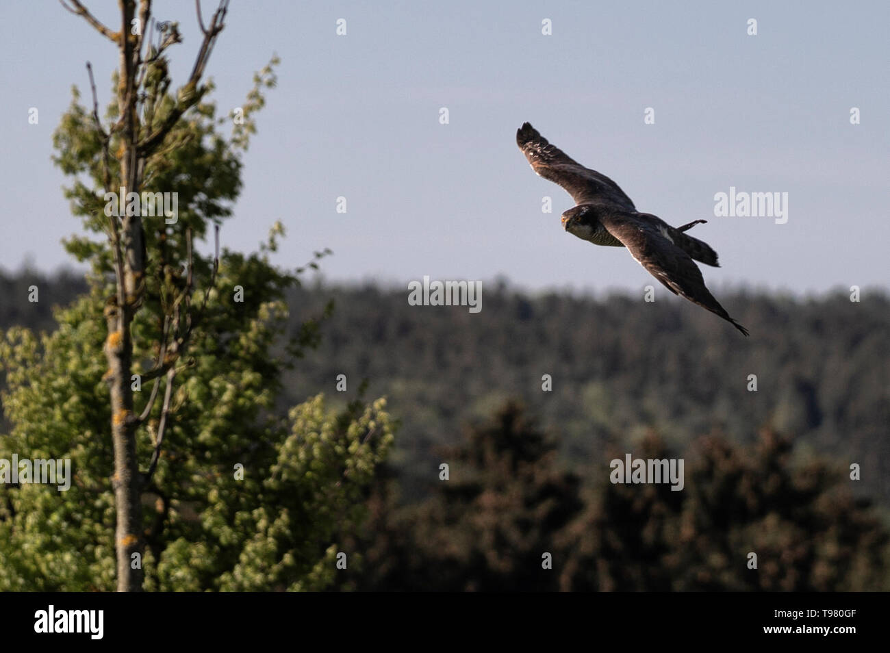 A male hawk hunts at Spangdahlem Air Base, Germany, May 14, 2019. Hawks ...
