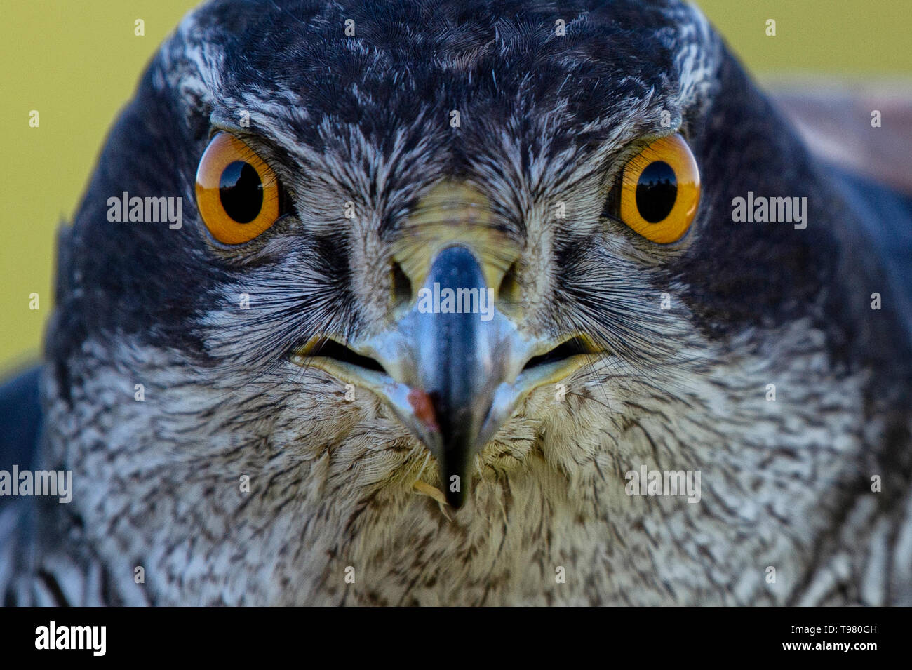 Bird on arm hi-res stock photography and images - Alamy