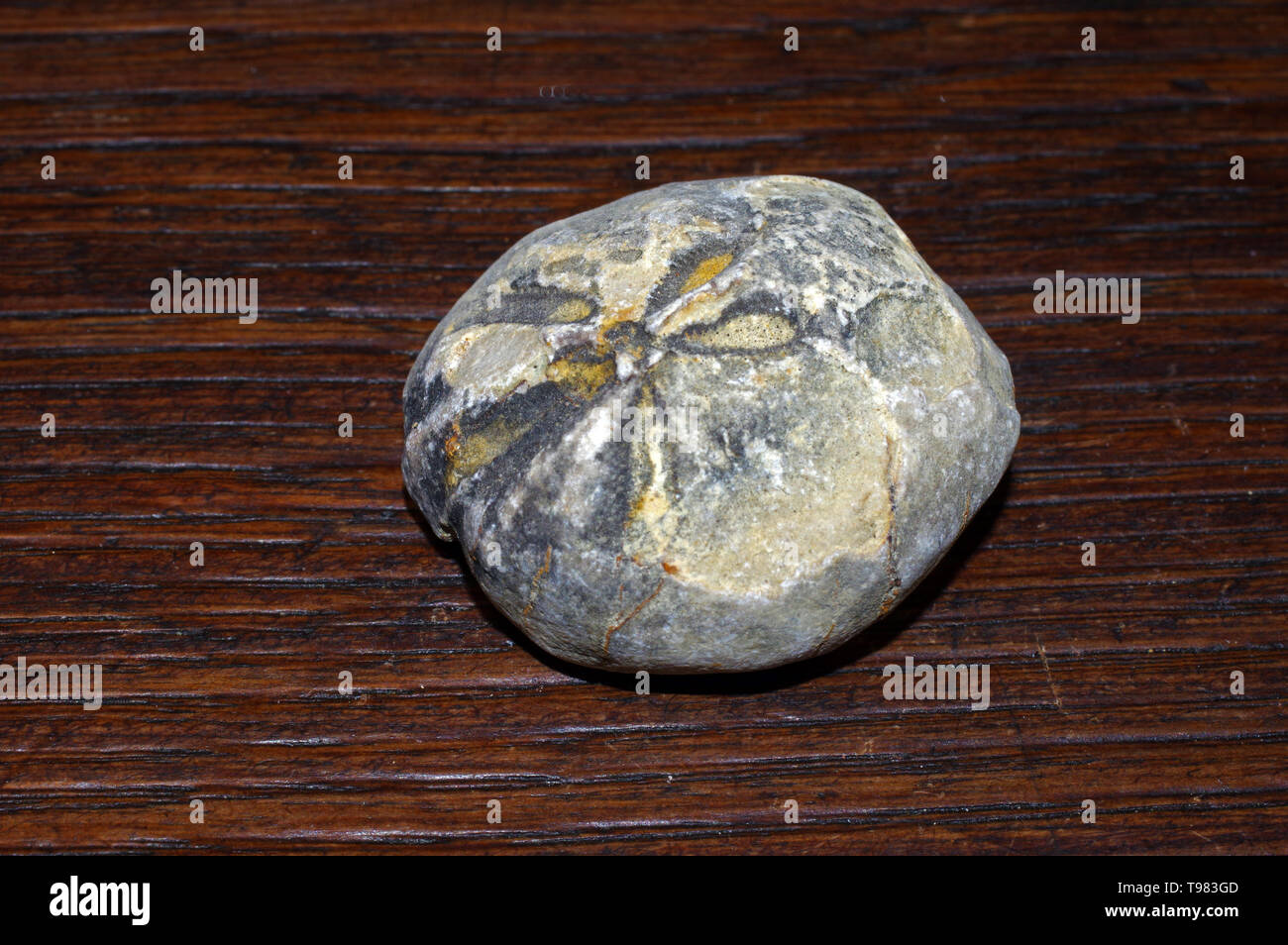 Micraster hi-res stock photography and images - Alamy