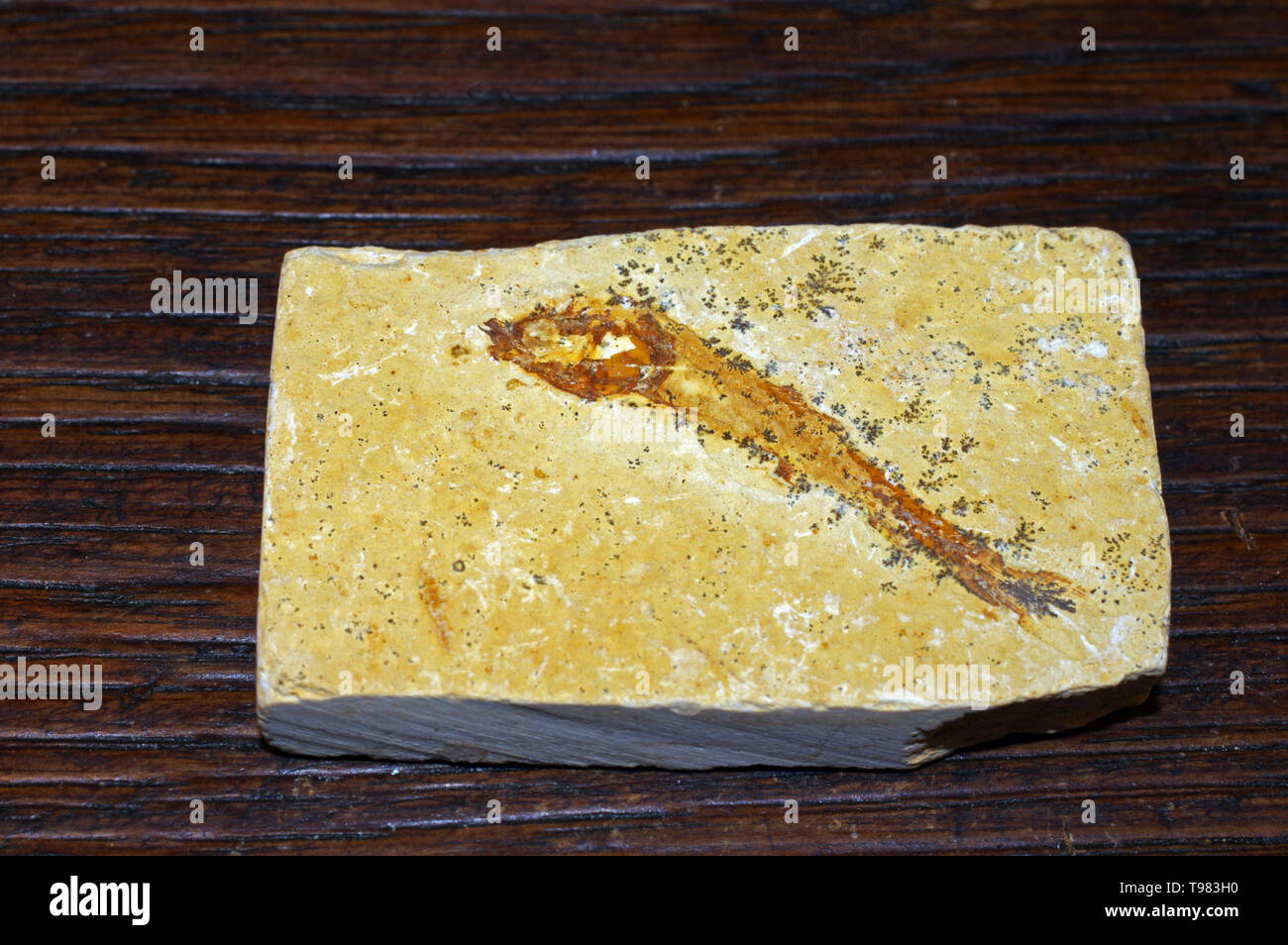 Fish fossil in the rock close-up Stock Photo - Alamy