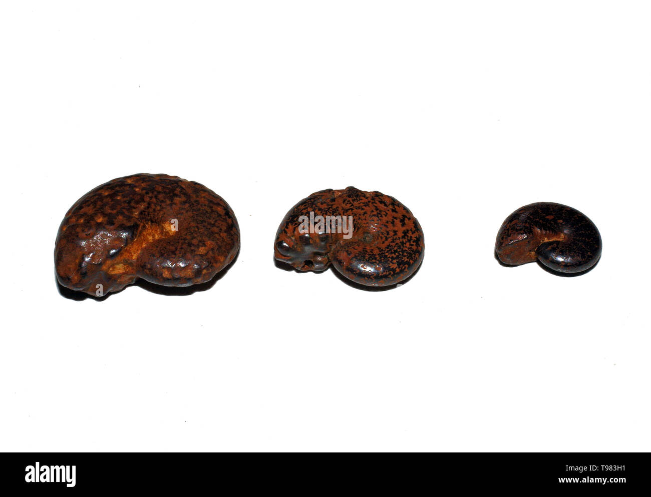 Ammonite shells fossil isolated close-up Stock Photo - Alamy