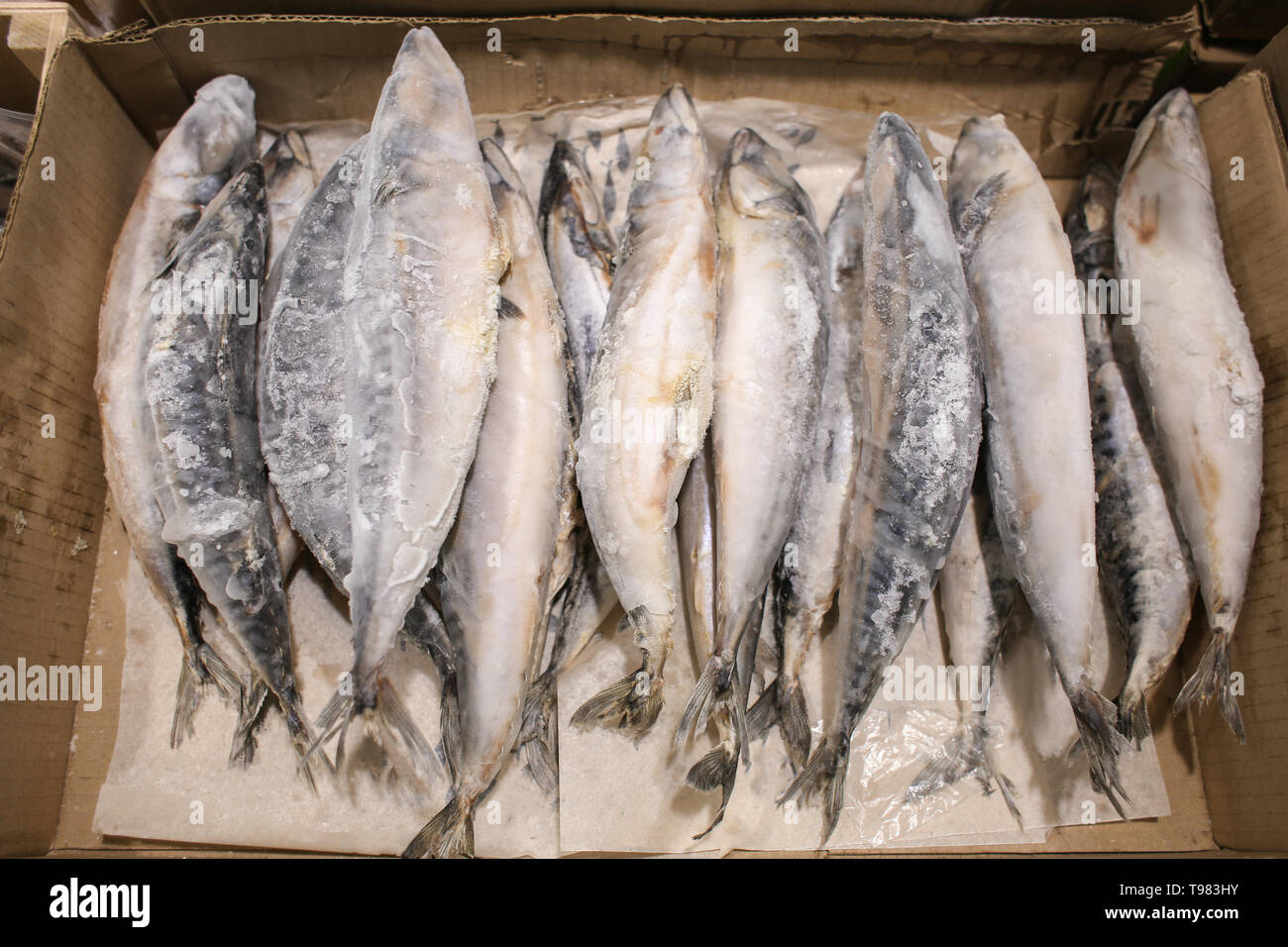 Frozen bonito fish on counter Stock Photo - Alamy