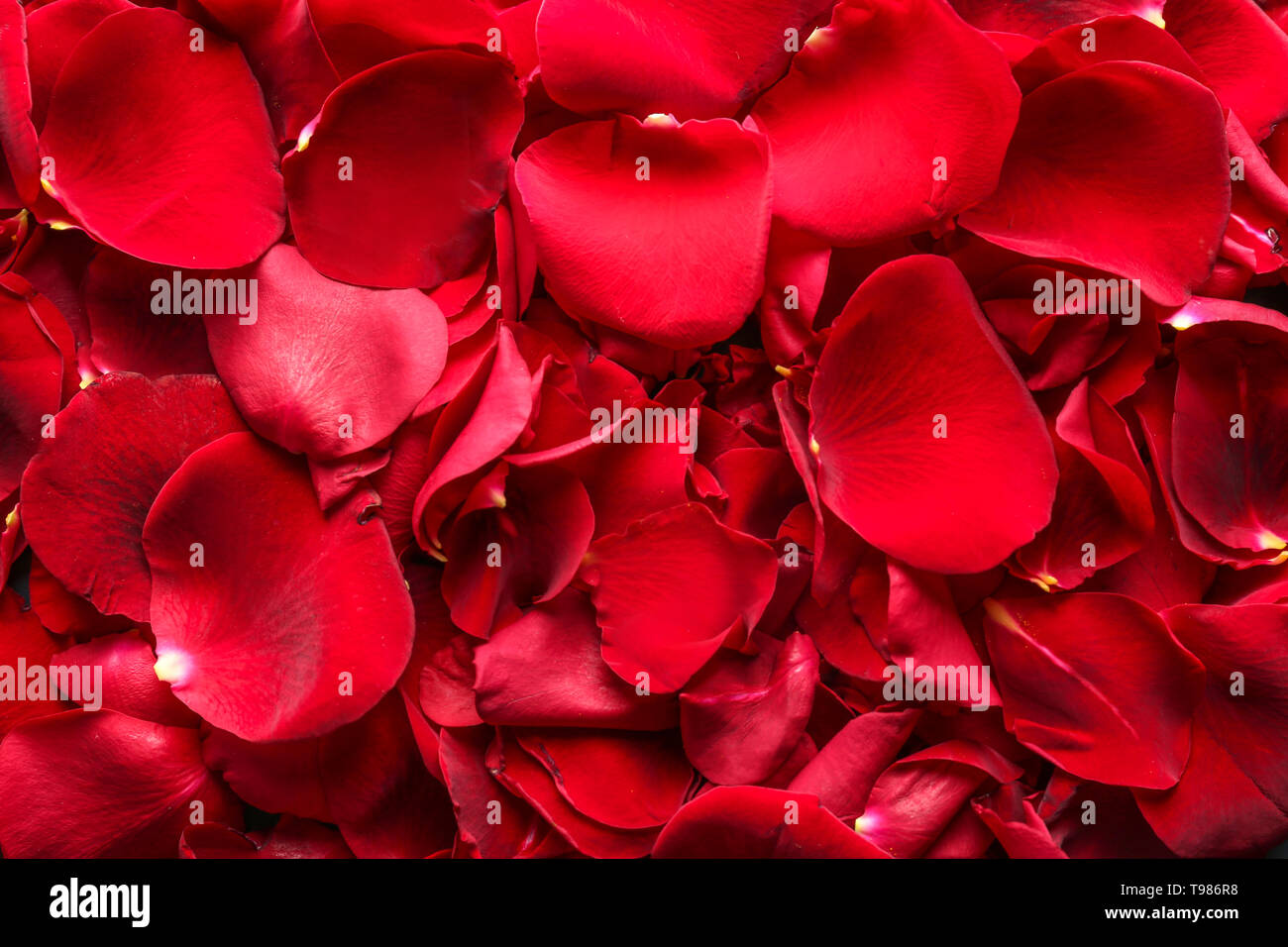 Many red rose petals as background Stock Photo - Alamy