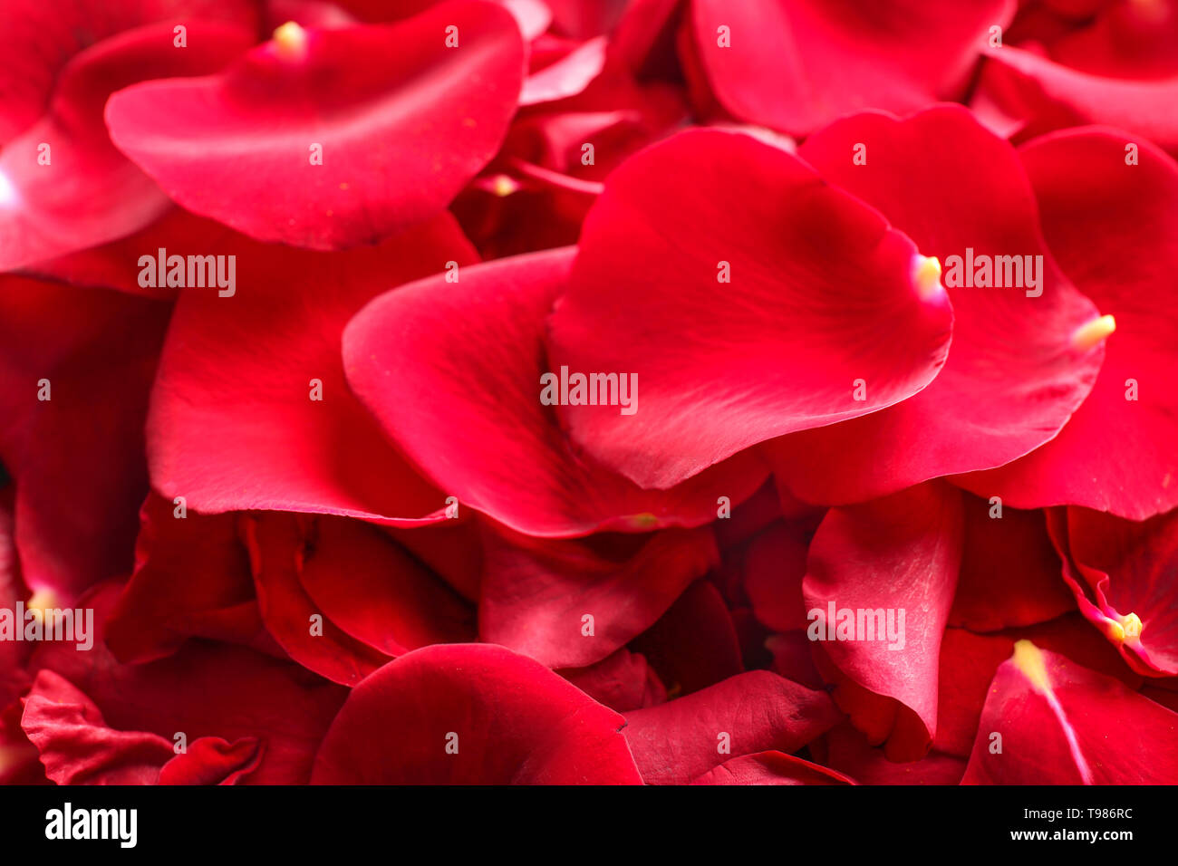 Many red rose petals, closeup Stock Photo - Alamy