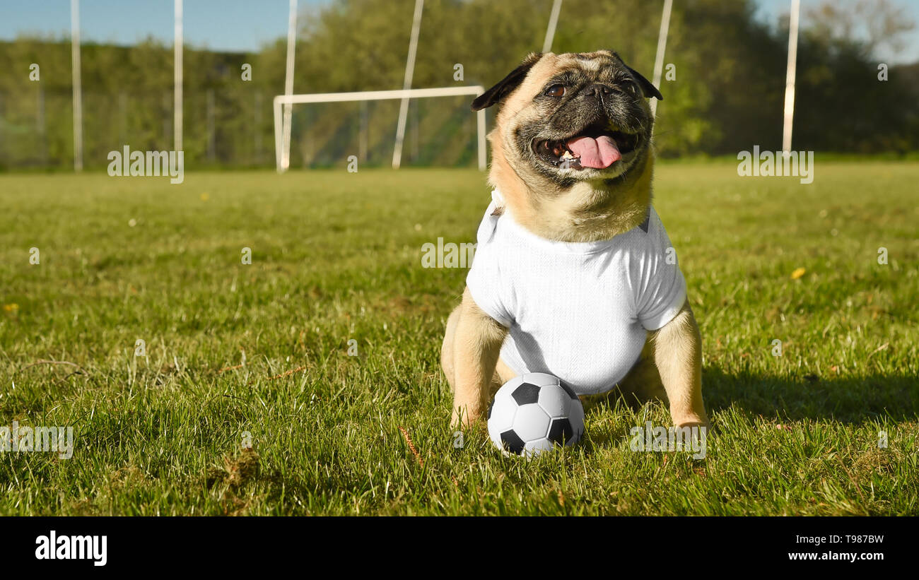 A small dog of the breed pug sits on a soccer field. He wears a white T ...