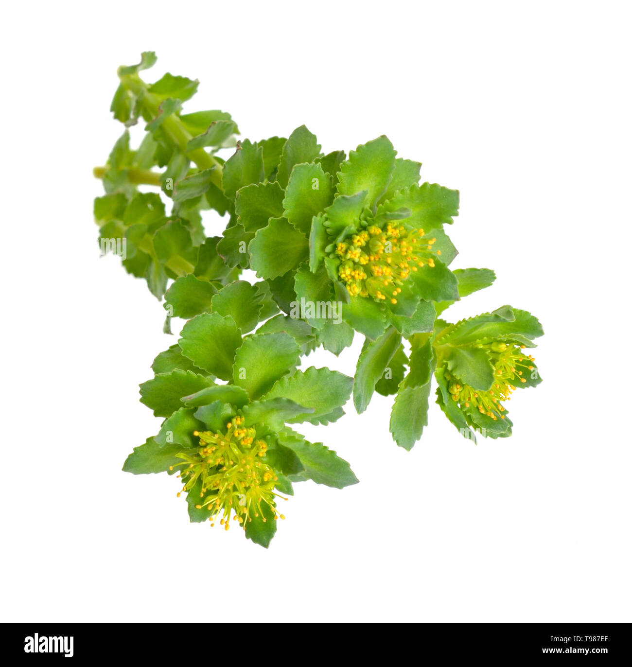 Golden rod plant hi-res stock photography and images - Alamy