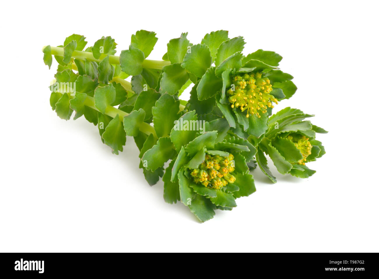 Rhodiola rosea or golden root, rose root, roseroot, Aaron's rod, Arctic ...