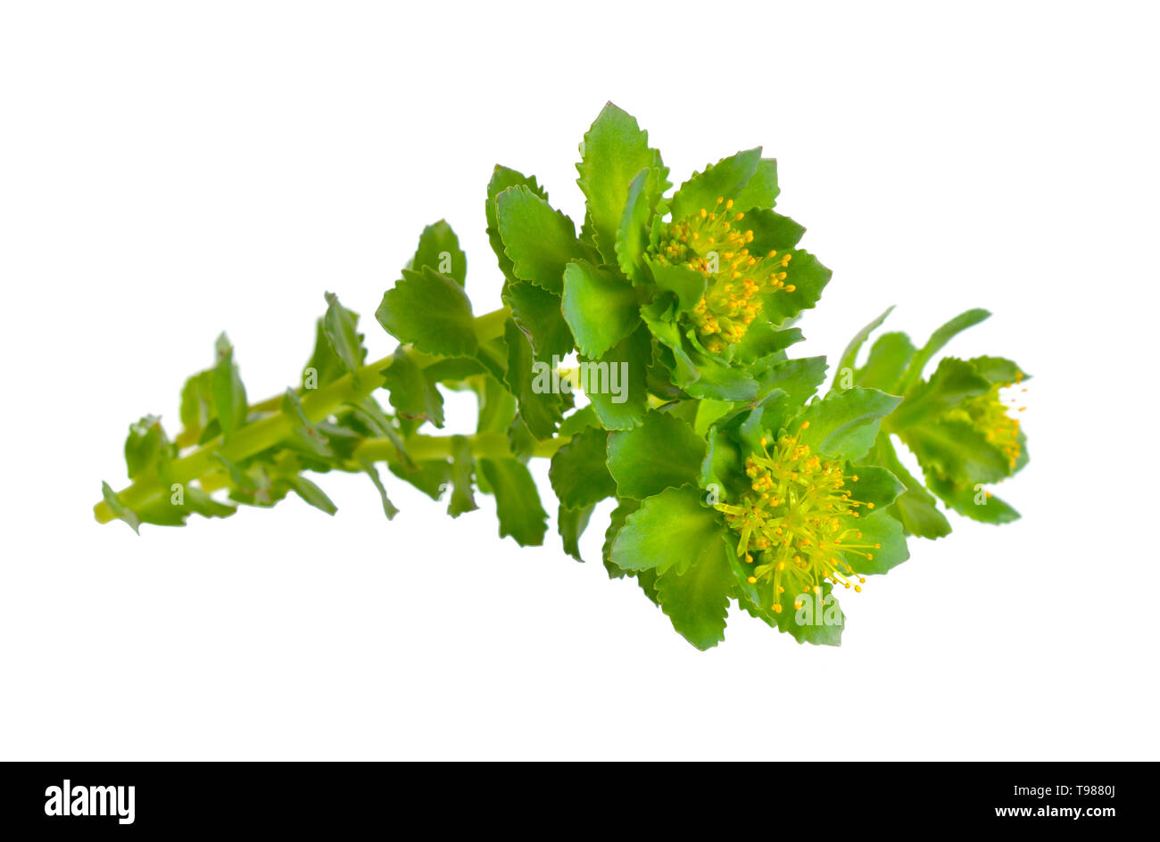 Kings crown isolated hi-res stock photography and images - Alamy
