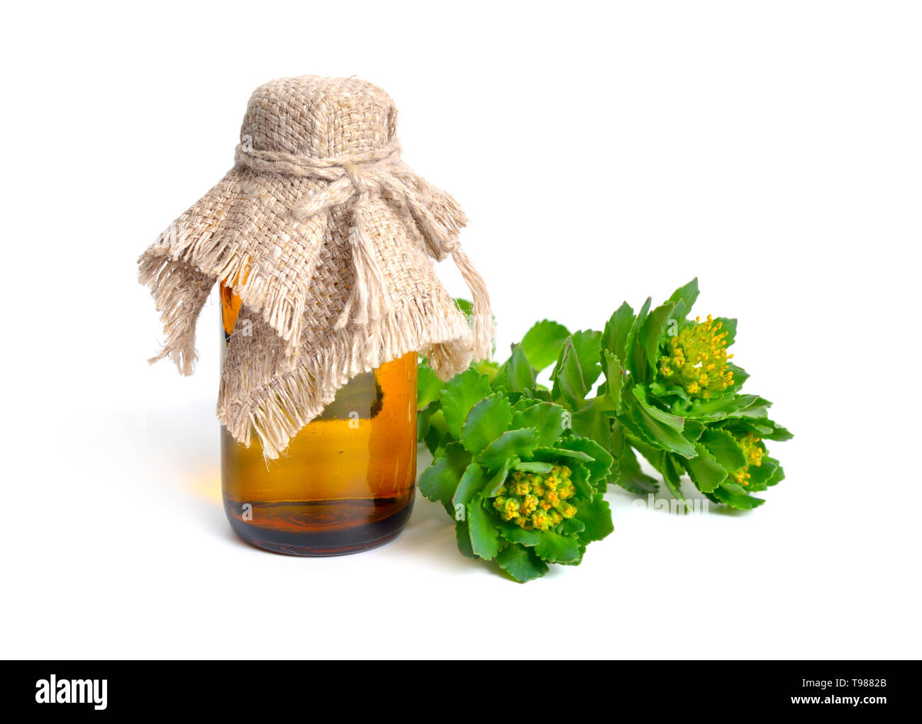 Rhodiola rosea or golden root, rose root, roseroot, Aaron's rod, Arctic ...