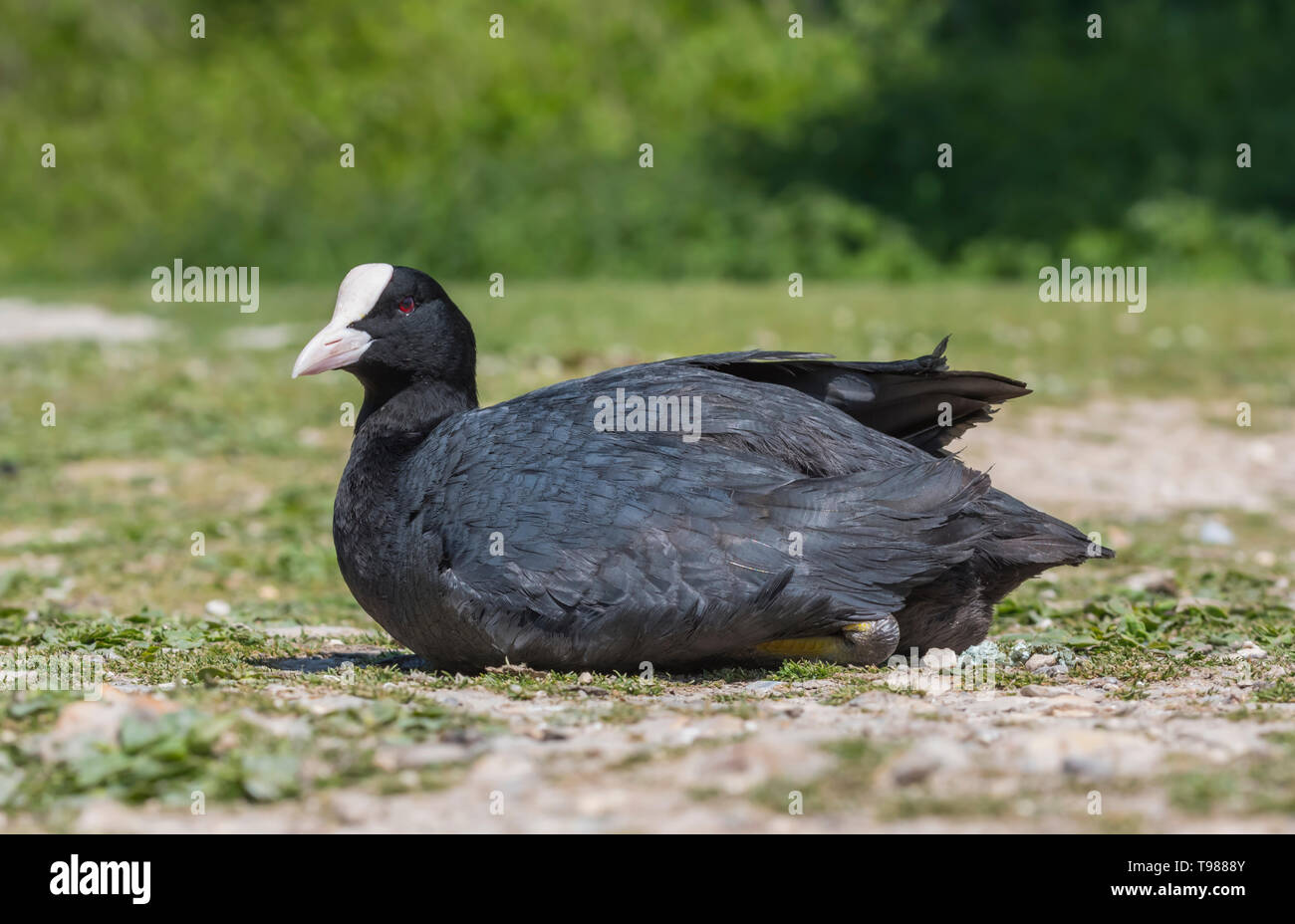 Side view of an Adult Eurasian Coot (Fulica atra) sitting on the ground ...