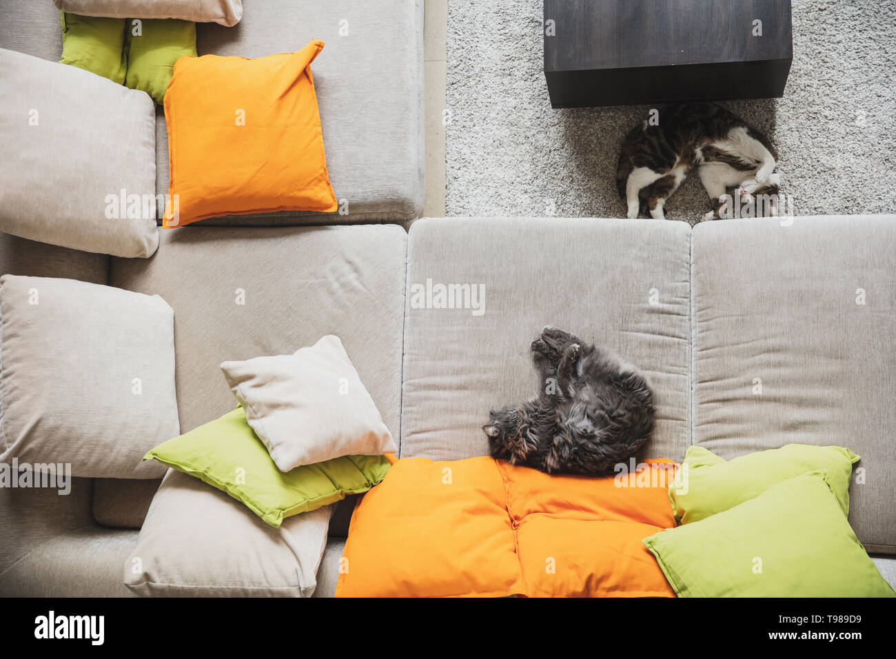 Two cats are lying next to each other on the couch with lot of ...