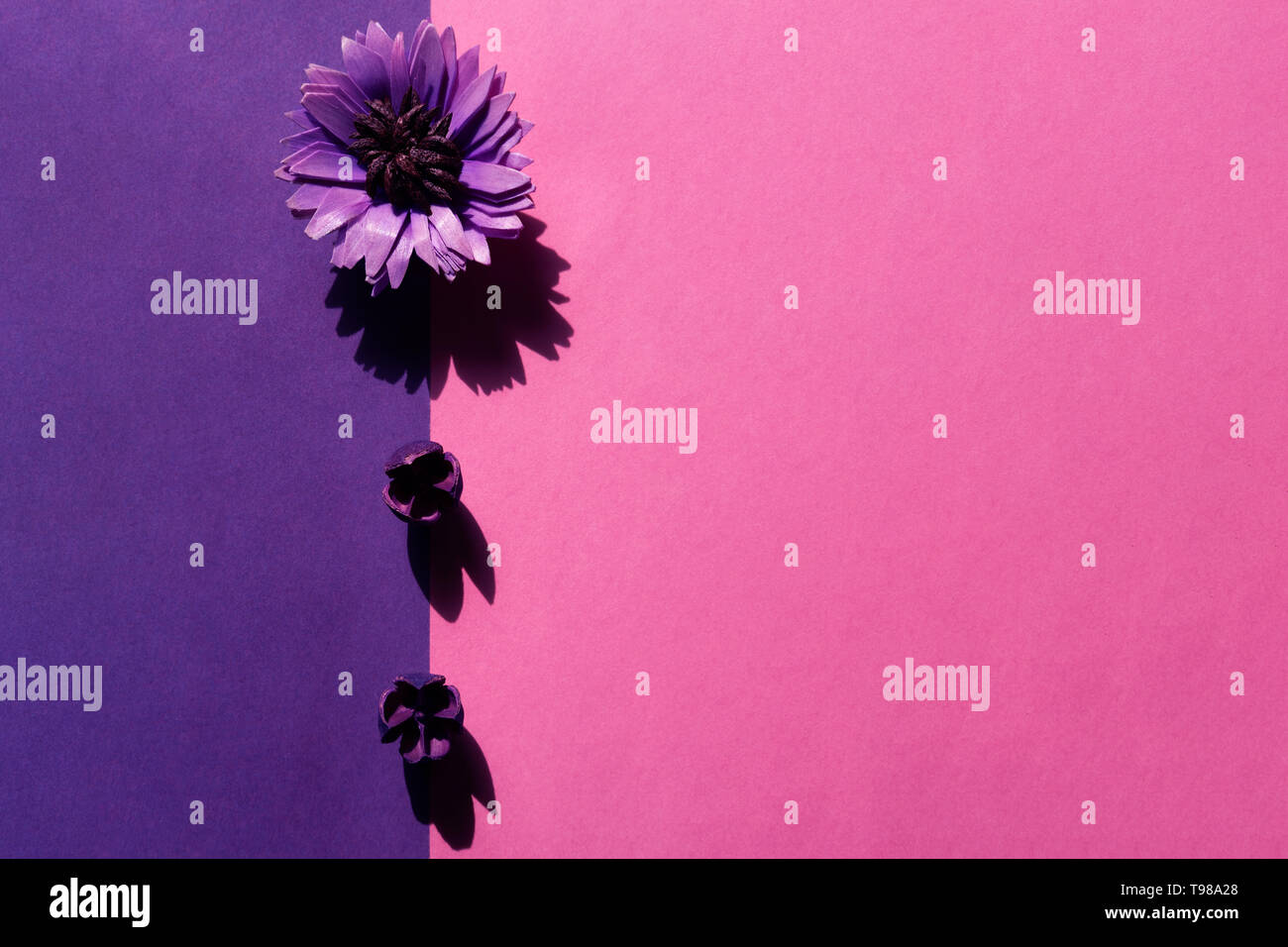 Flowers pink and purple flat lay background. Violet asters and buds ...