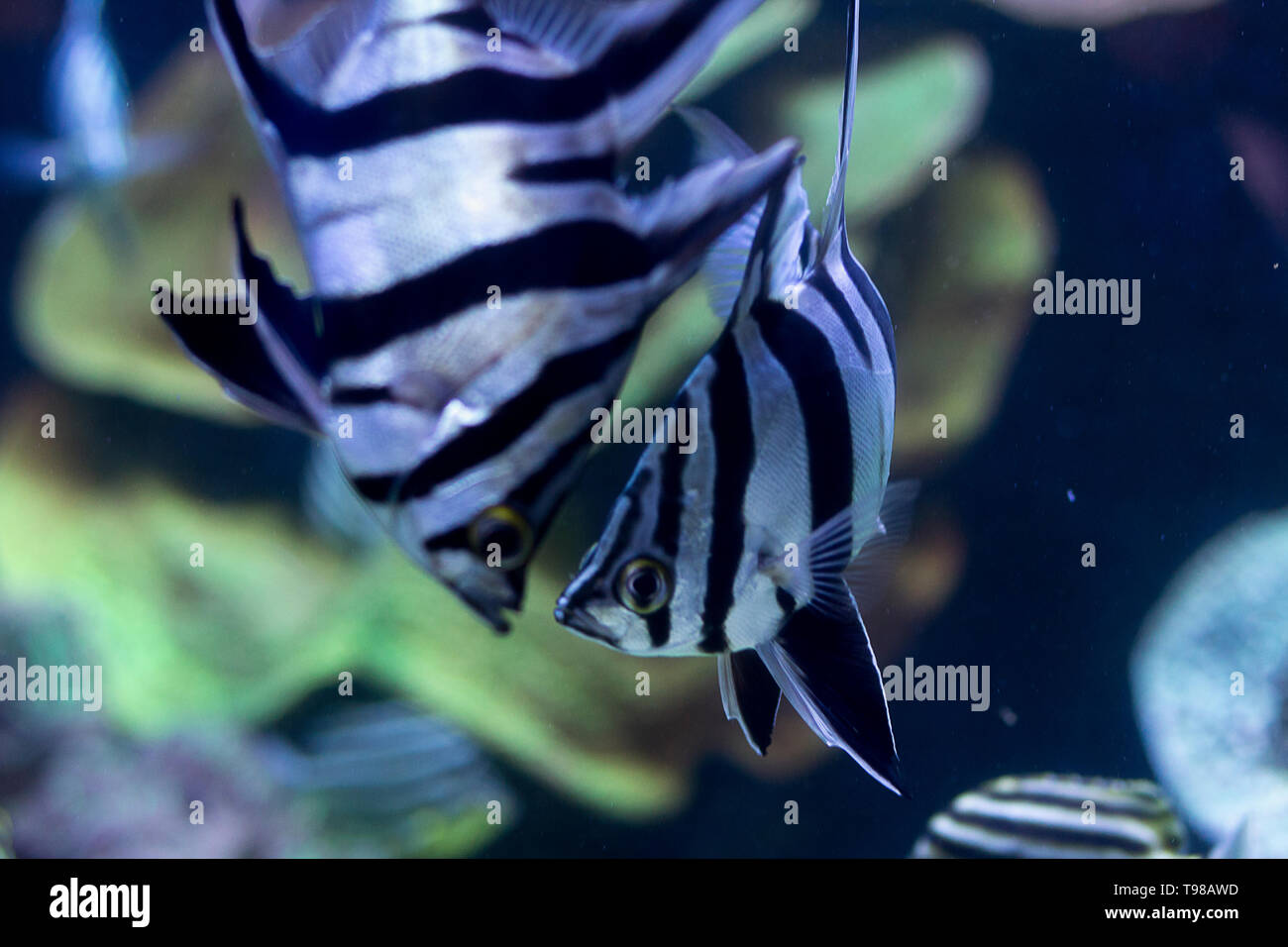 Perth, Western Australia / Australia - 23/01/2013 : AQWA Aquarium of ...