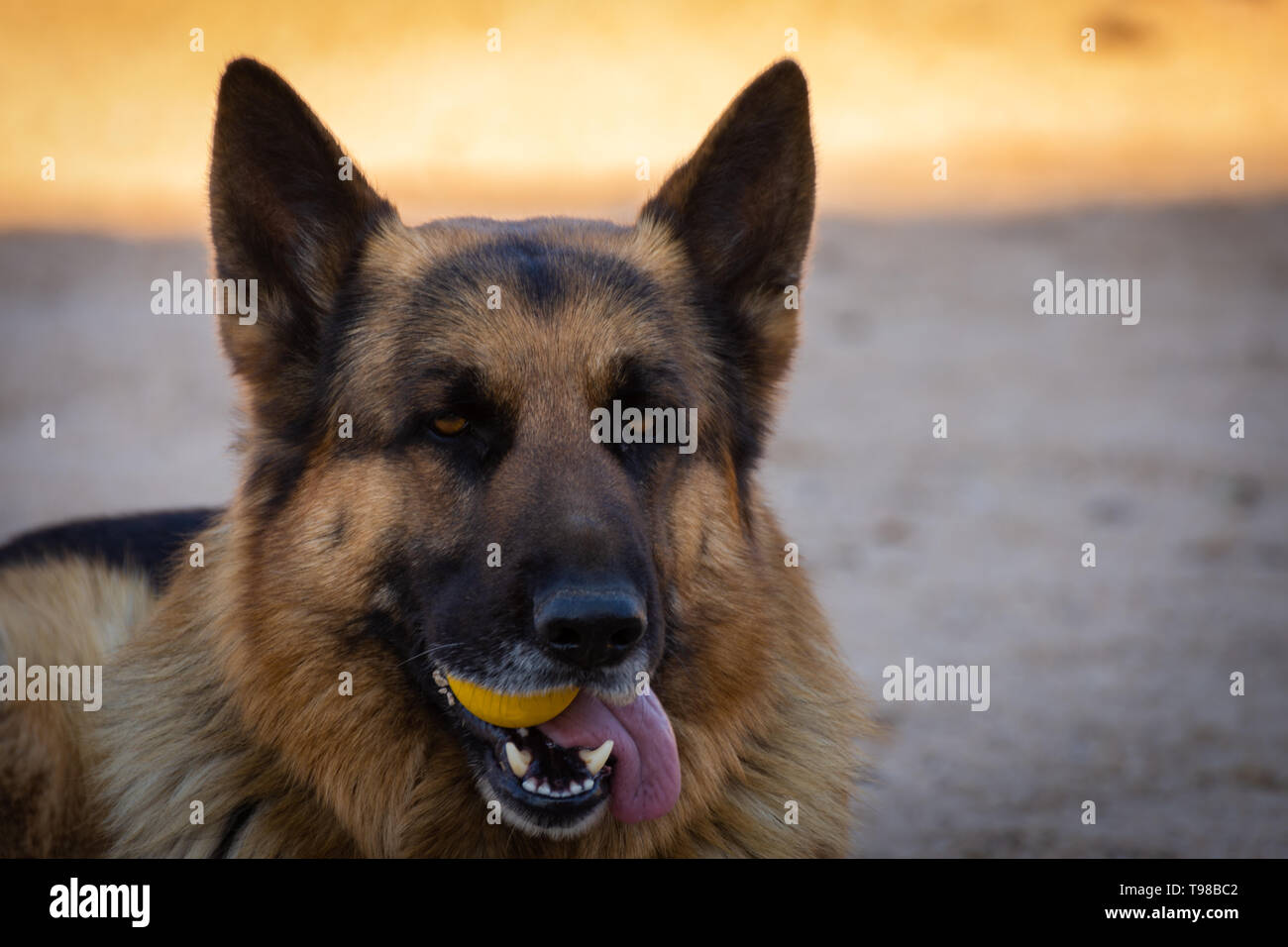 Happy German Shepherd in the meadow playing with yellow ball. Portrait ...