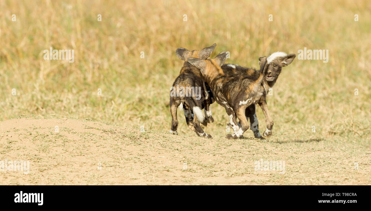 African wild dog attacking hi-res stock photography and images - Alamy