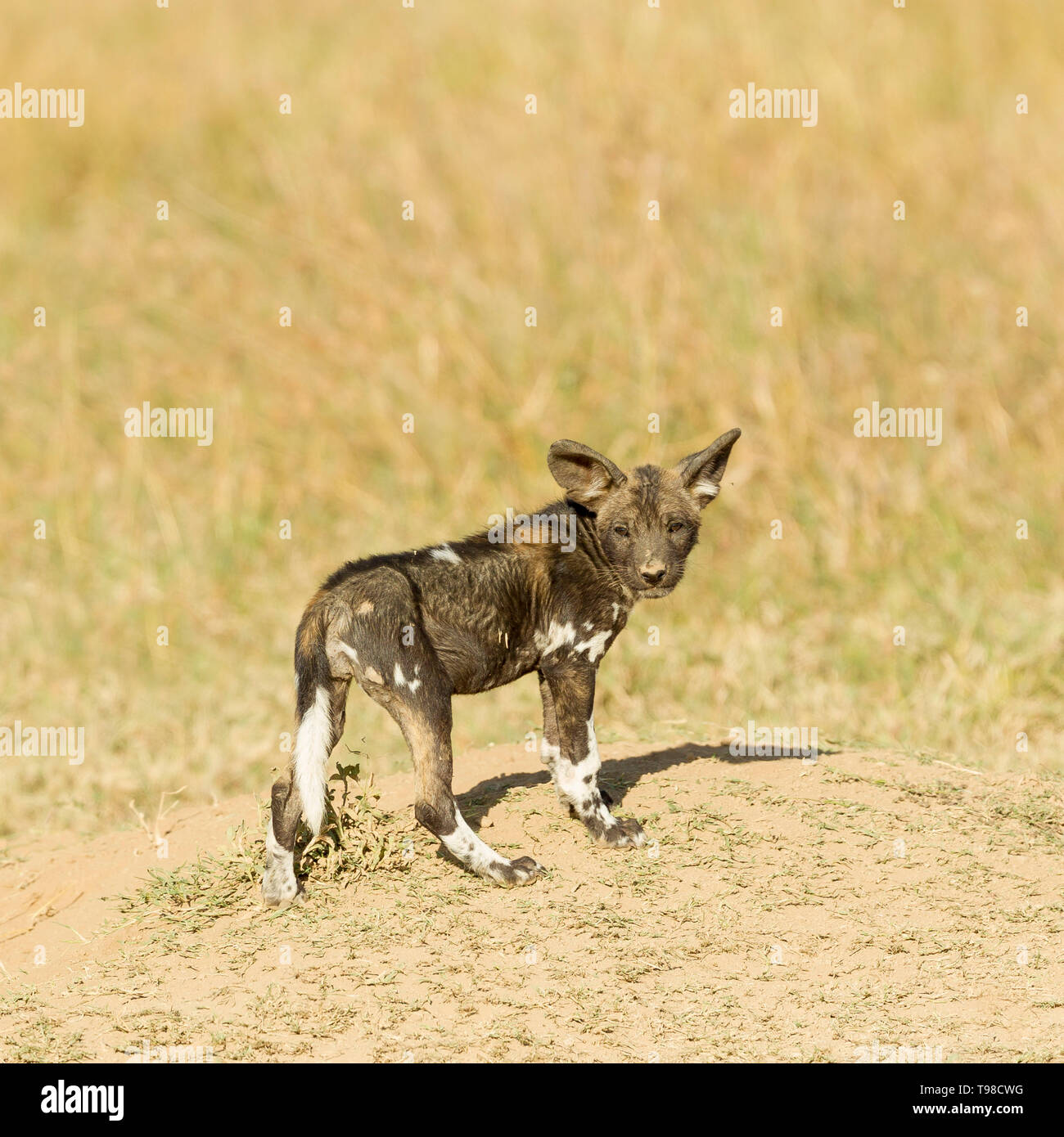 African painted dog pup hi-res stock photography and images - Alamy