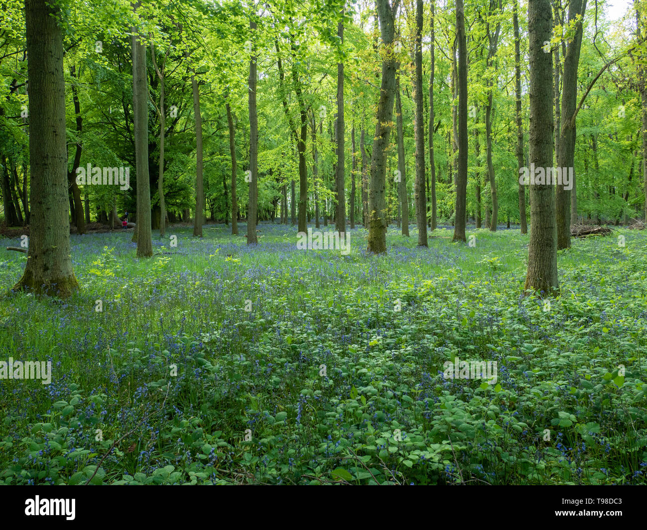 Ashridge england hi-res stock photography and images - Alamy