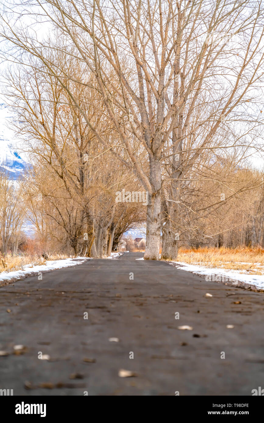 Paved road amid a snowy terrain with tall leafless hibernating trees in ...