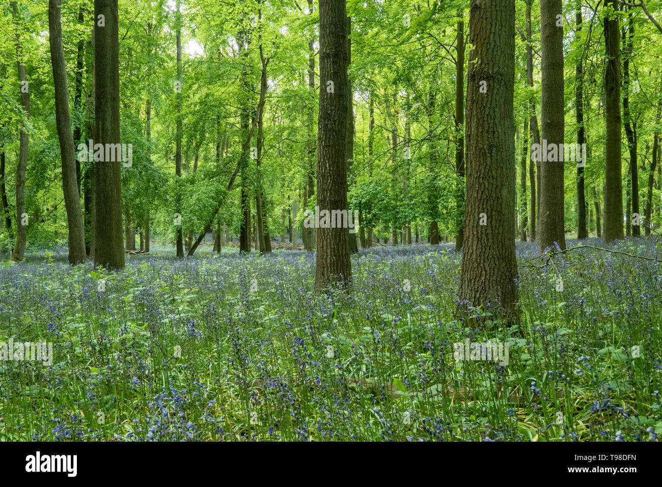 Ashridge england hi-res stock photography and images - Alamy