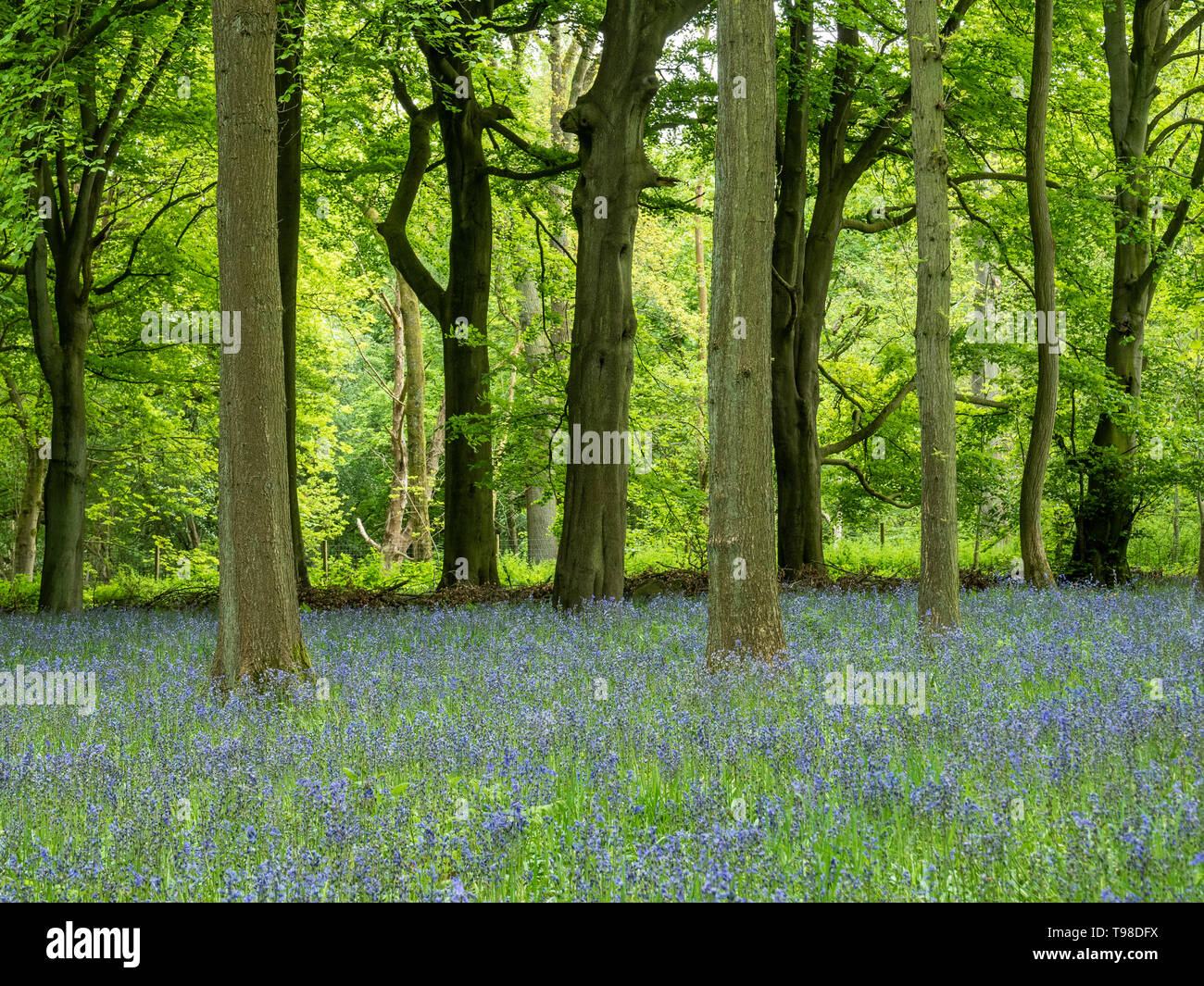 Ashridge england hi-res stock photography and images - Alamy