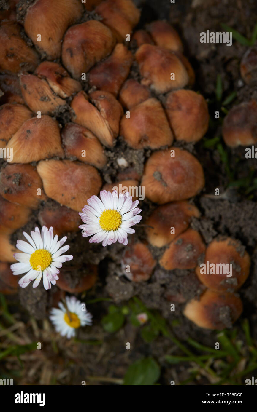 Daisy anatomy hi-res stock photography and images - Alamy