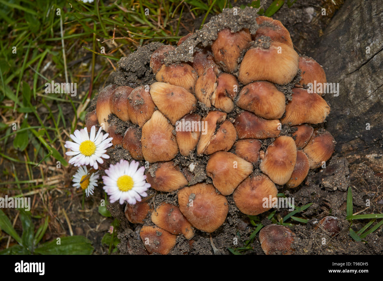 Daisy anatomy hi-res stock photography and images - Alamy