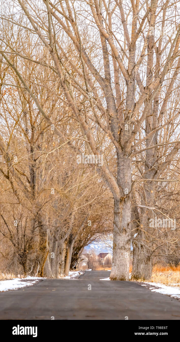 Clear Vertical Paved road amid a snowy terrain with tall leafless ...