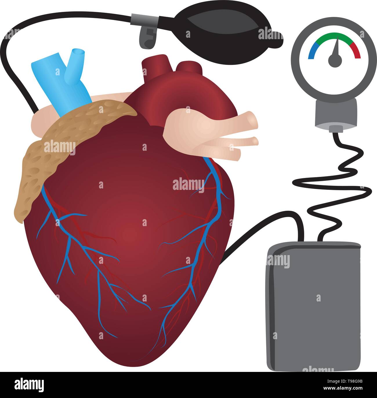 Blood pressure measuring vector illustration on a white background ...