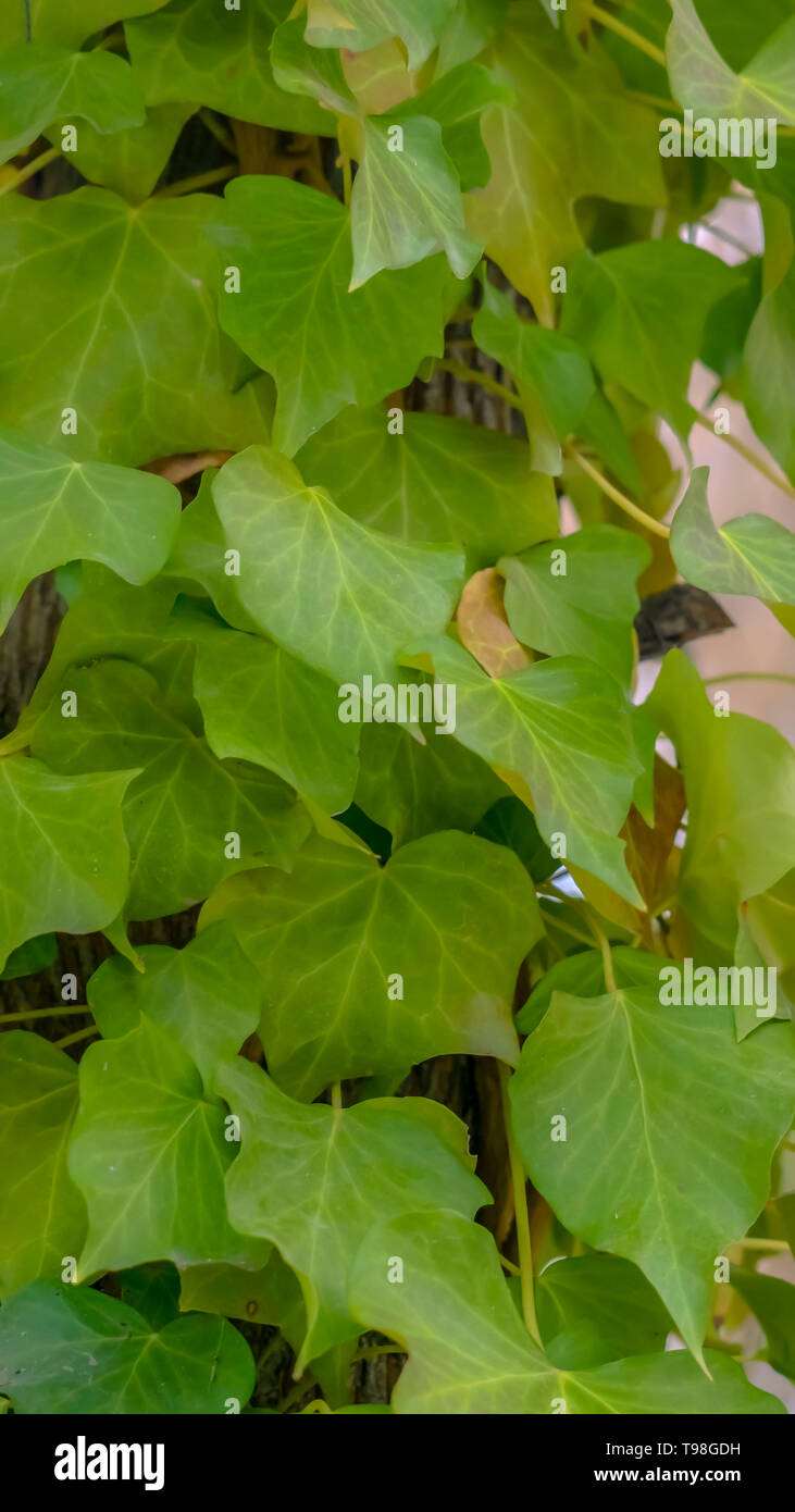 Clear Vertical Lush vines growing on the brown trunk of a tree in the ...