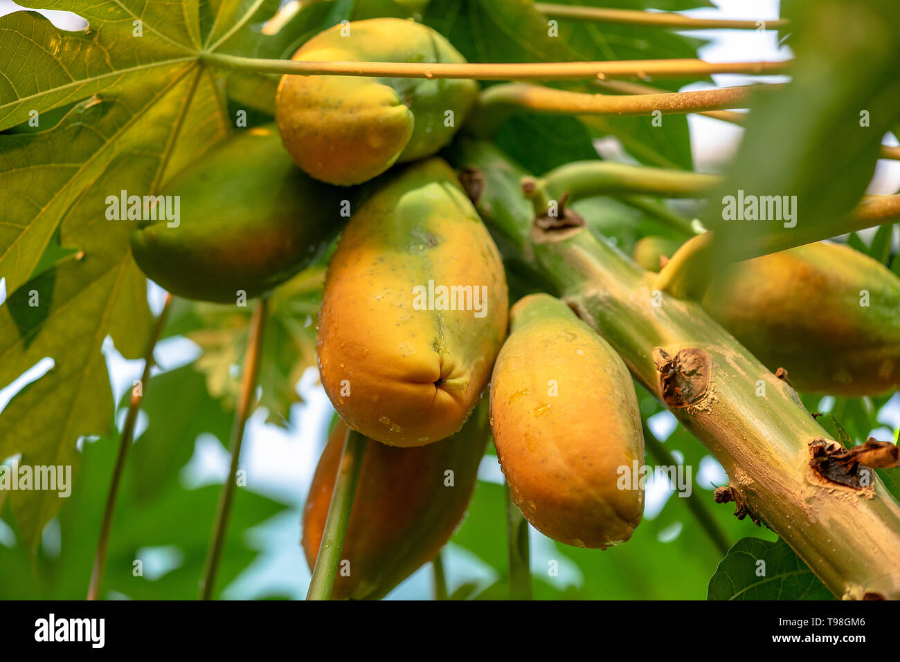 Close-up Papaya Fruits of Papaya Tree Stock Photo - Alamy