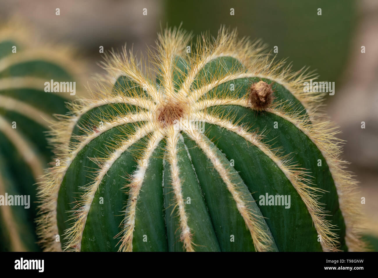 Macro Close up of a cactus of the species Parodia magnifica with ...