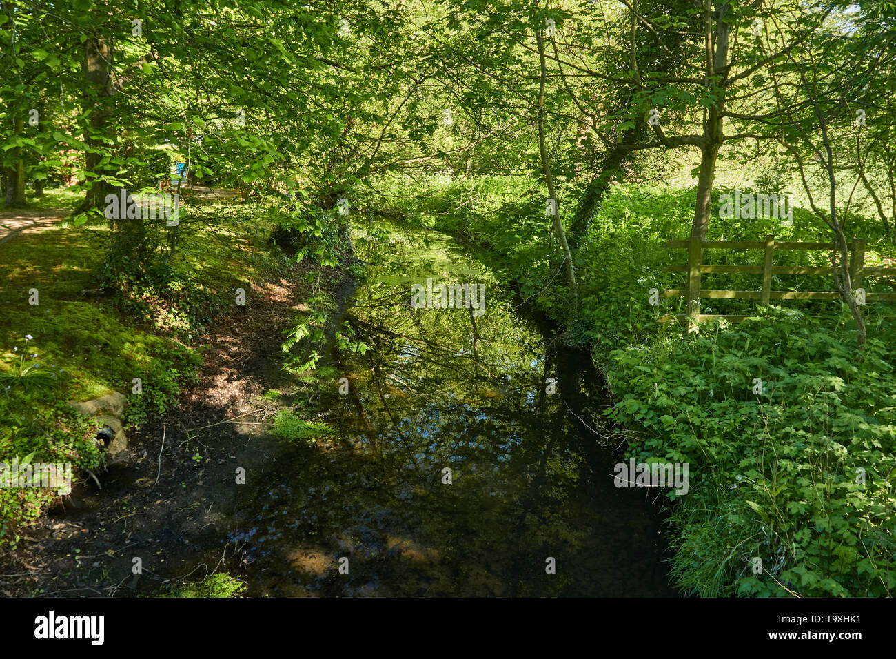 Abstract of stream through woodland with bright spring sunshine Stock ...