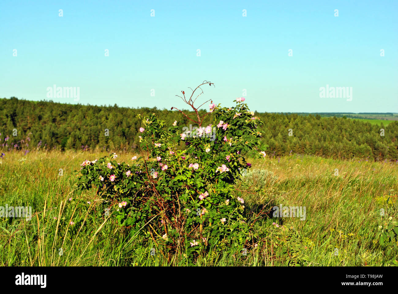 Wild rose pink flowers on the green bush on the hill, landscape with ...