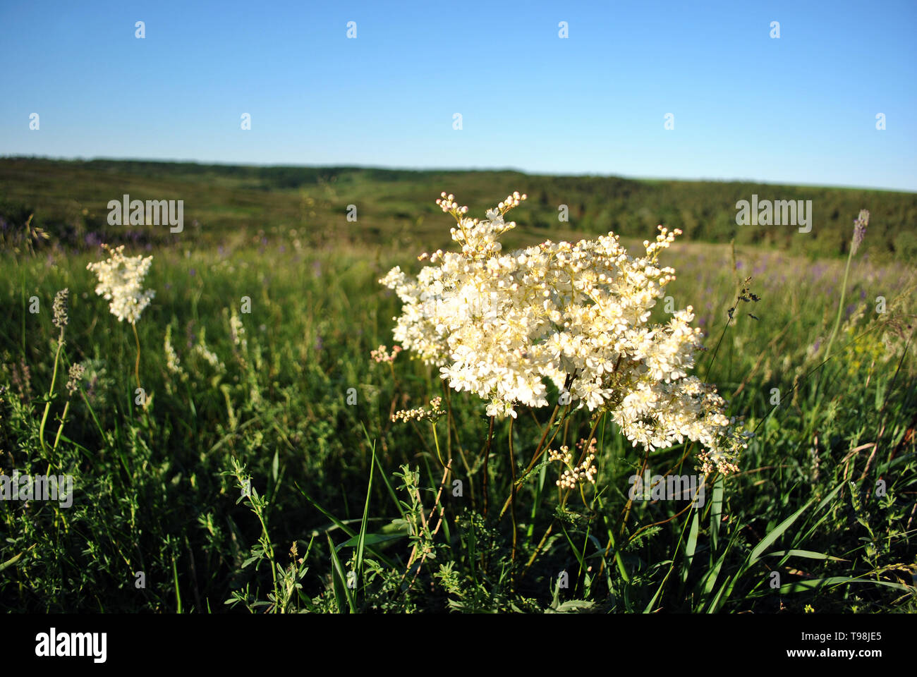 Filipendula Vulgaris Flower High Resolution Stock Photography and ...