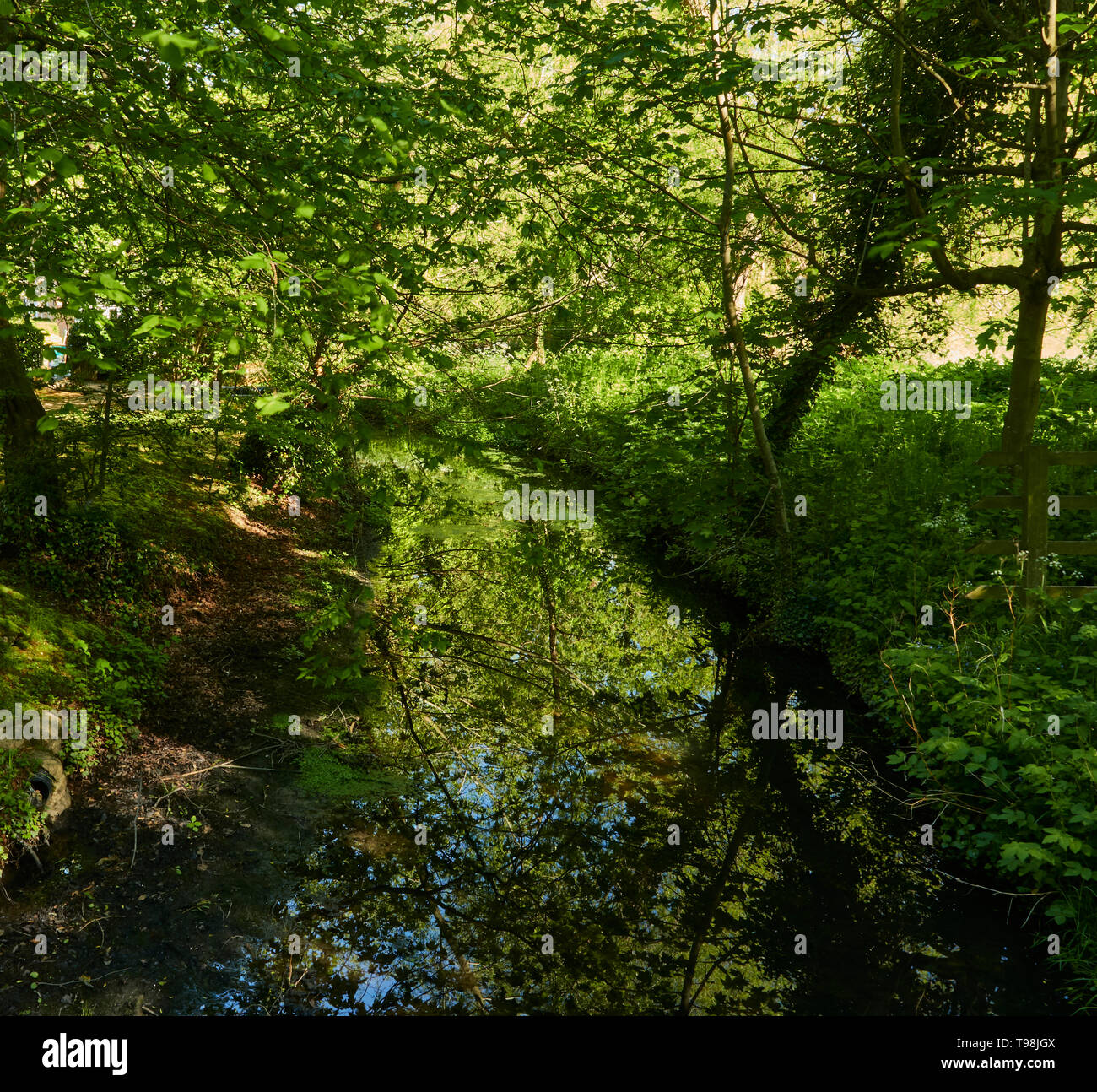 Abstract of stream through woodland with bright spring sunshine Stock ...