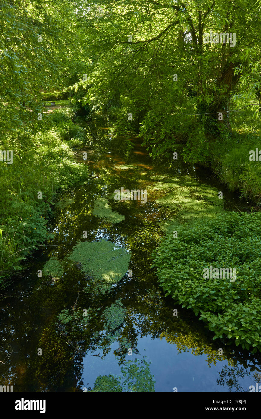 Abstract of stream through woodland with bright spring sunshine Stock ...