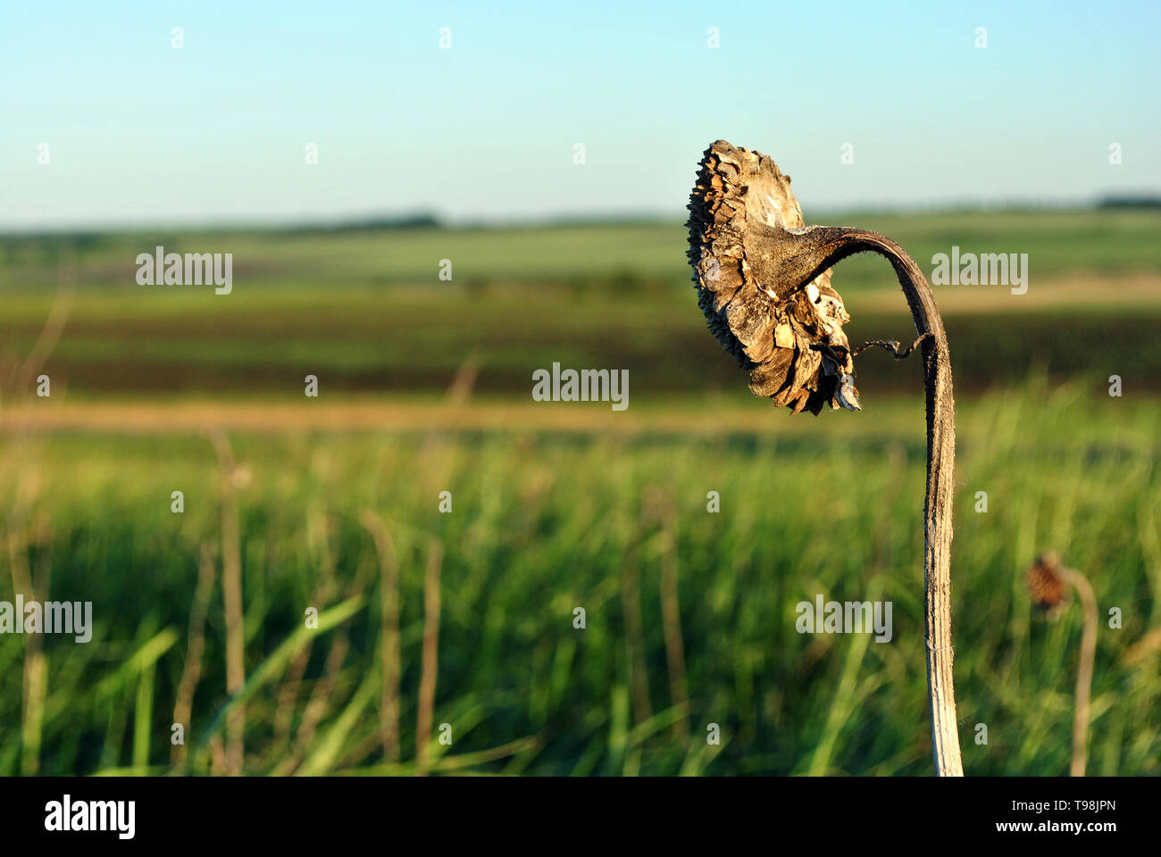 Rotten sunflower hi-res stock photography and images - Alamy