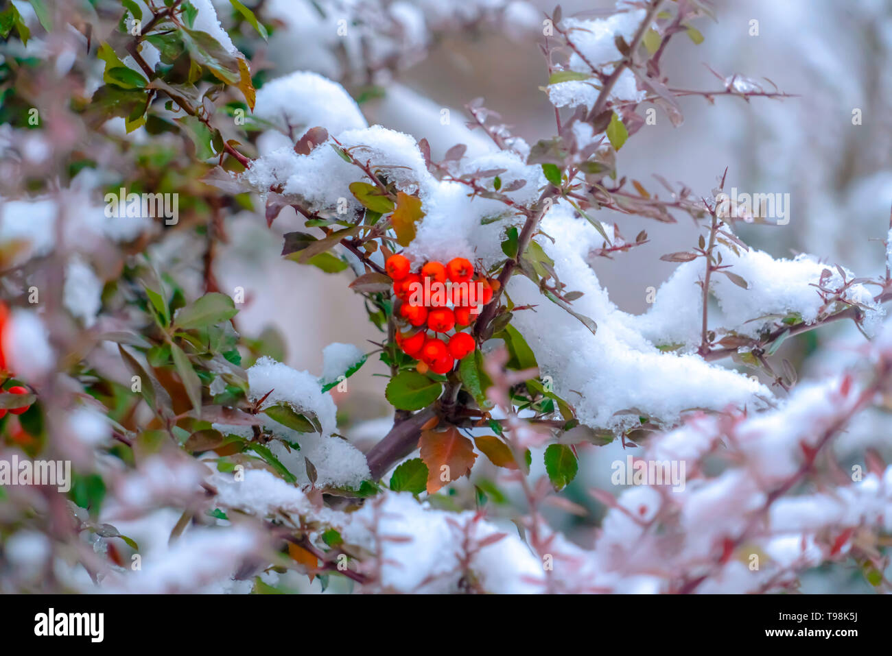 A cluster of red round fruits hanging on a tree covered with snow in ...