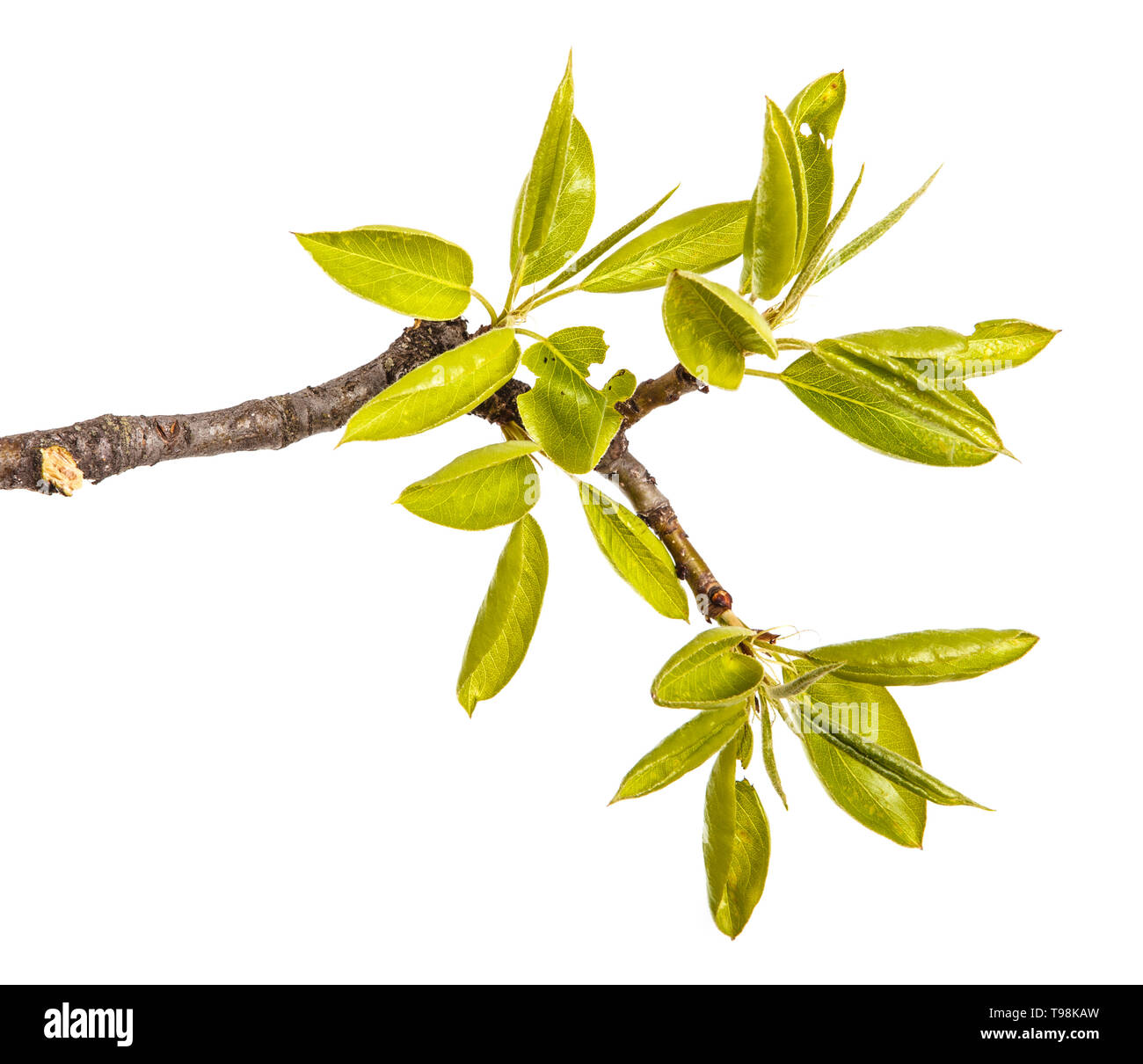 A branch of pear tree with young green leaves. Isolated on white ...