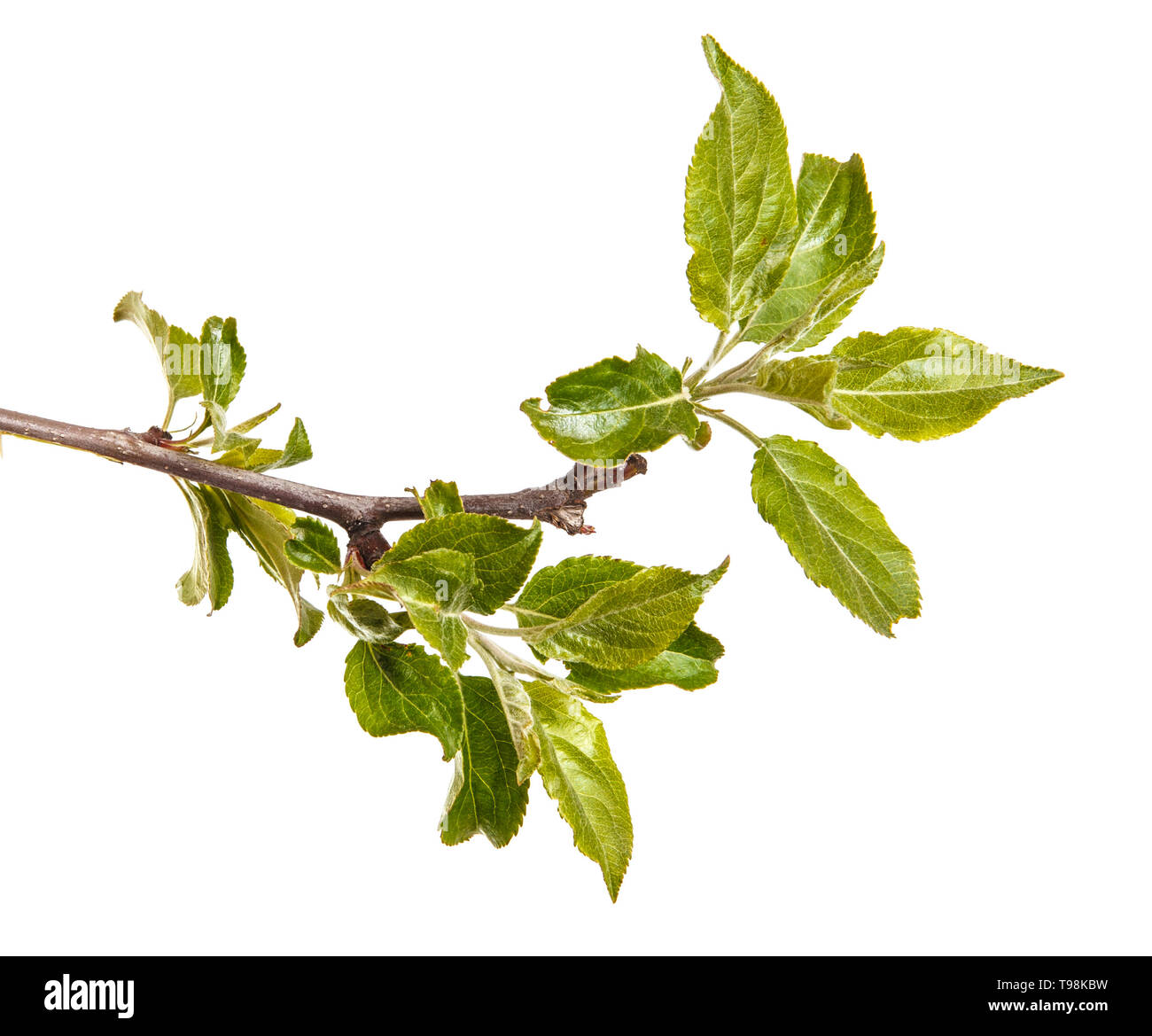 Branch of an apple tree with young green leaves. Isolated on white ...