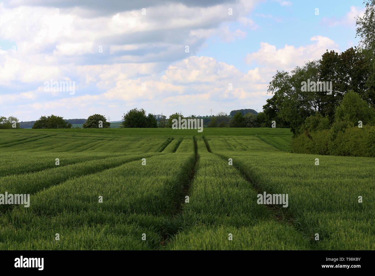 Spring landscape with green fields of winter wheat Stock Photo - Alamy