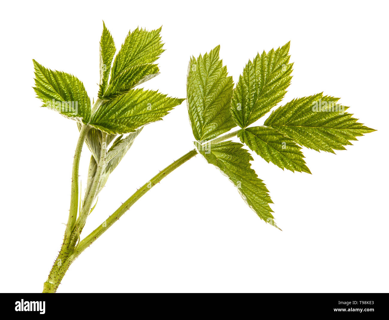 Young green raspberry sprout with green leaves. Isolated on white ...