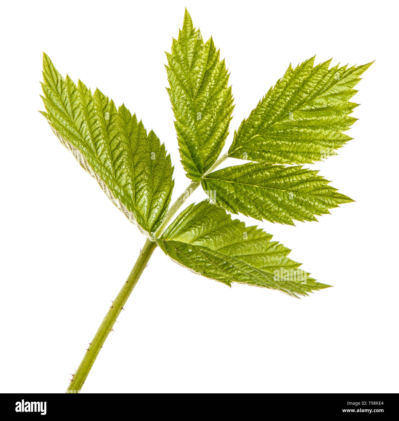 Young green raspberry sprout with green leaves. Isolated on white ...