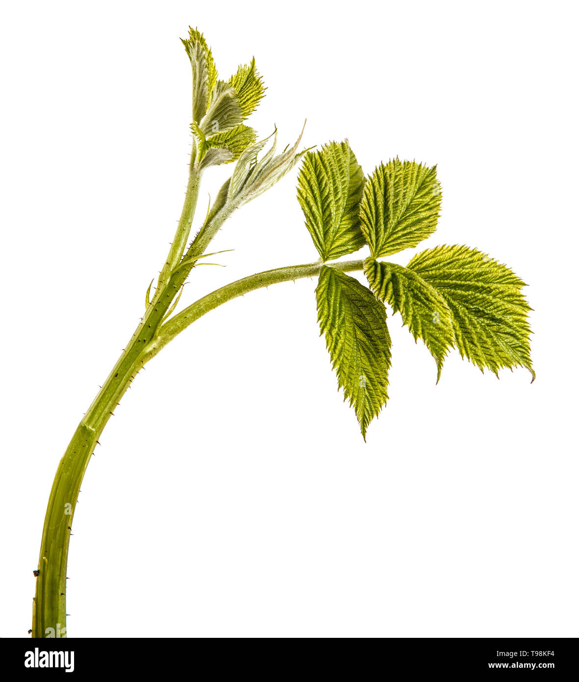 Young green raspberry sprout with green leaves. Isolated on white ...