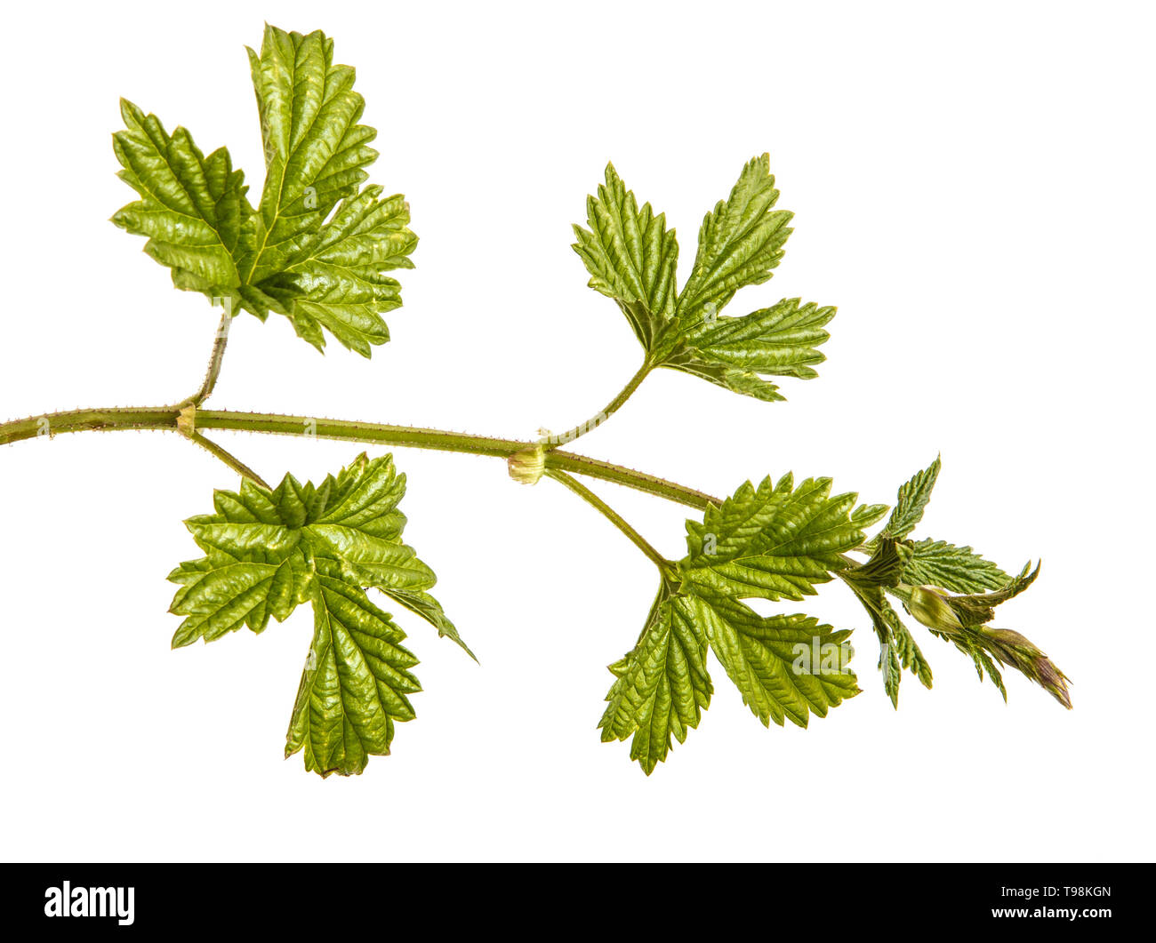 A green sprout of hops. Isolated on white background Stock Photo - Alamy