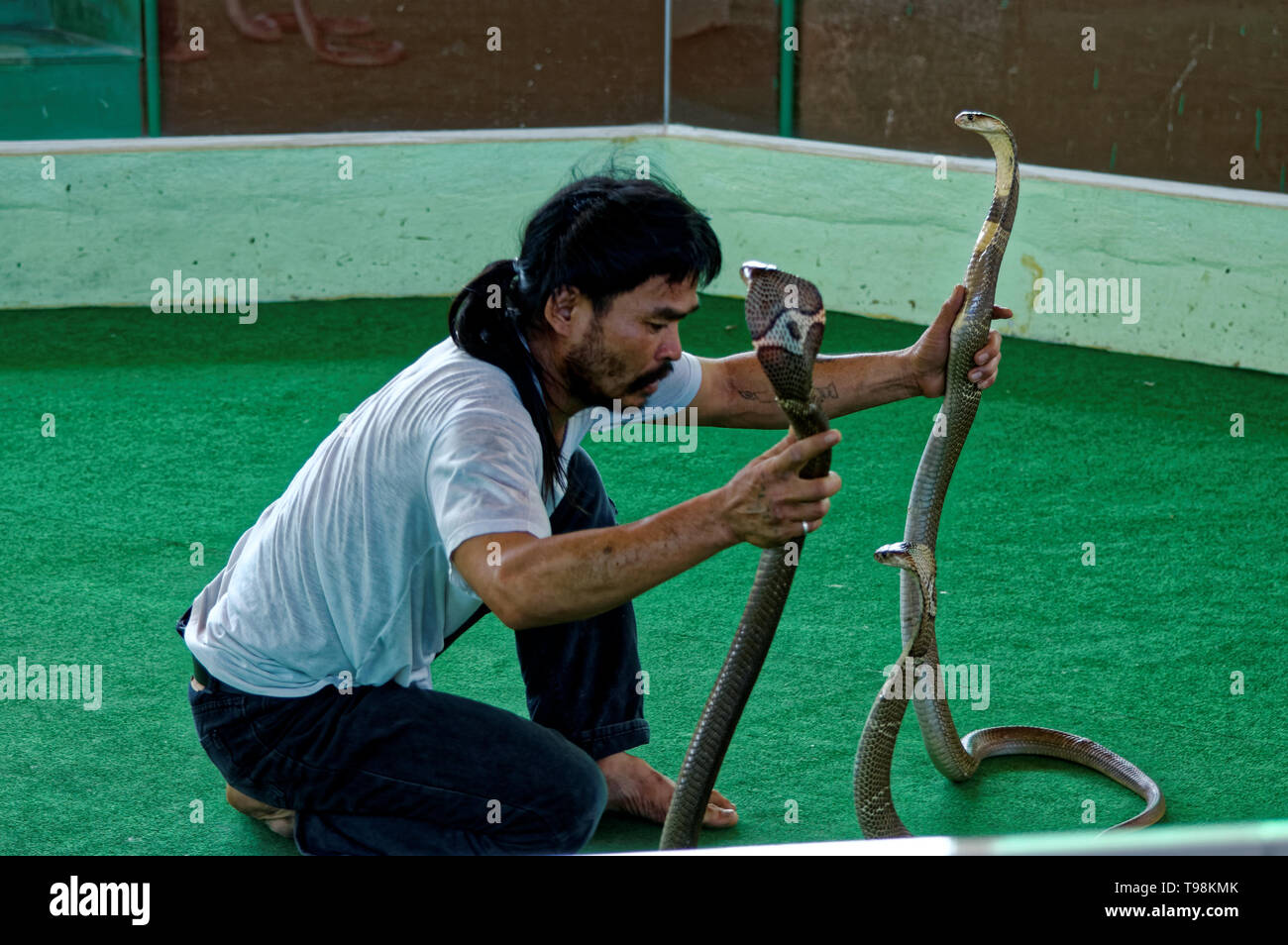 Snakes Show Thailand High Resolution Stock Photography and Images - Alamy