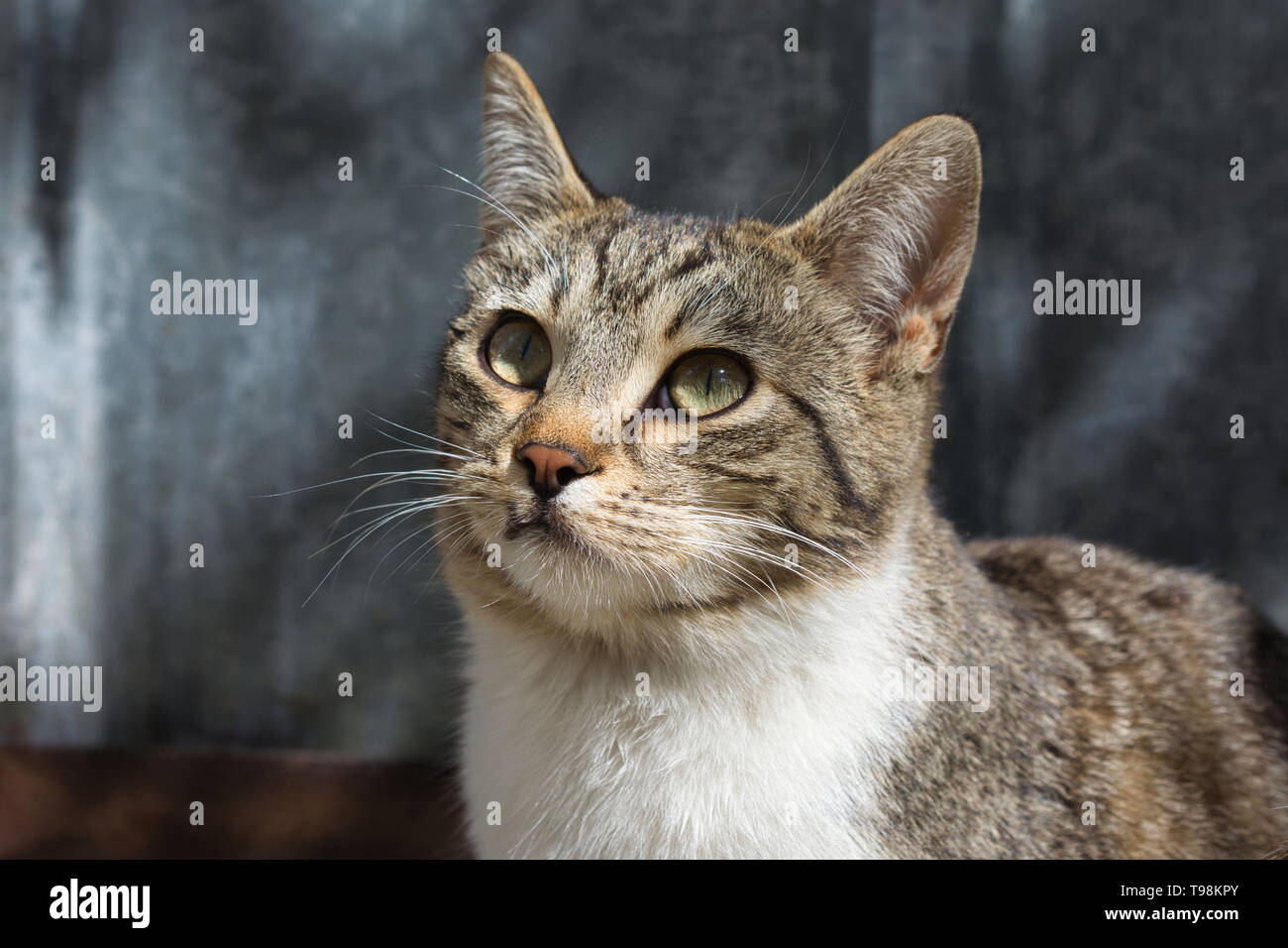 Stray Boy High Resolution Stock Photography and Images - Alamy