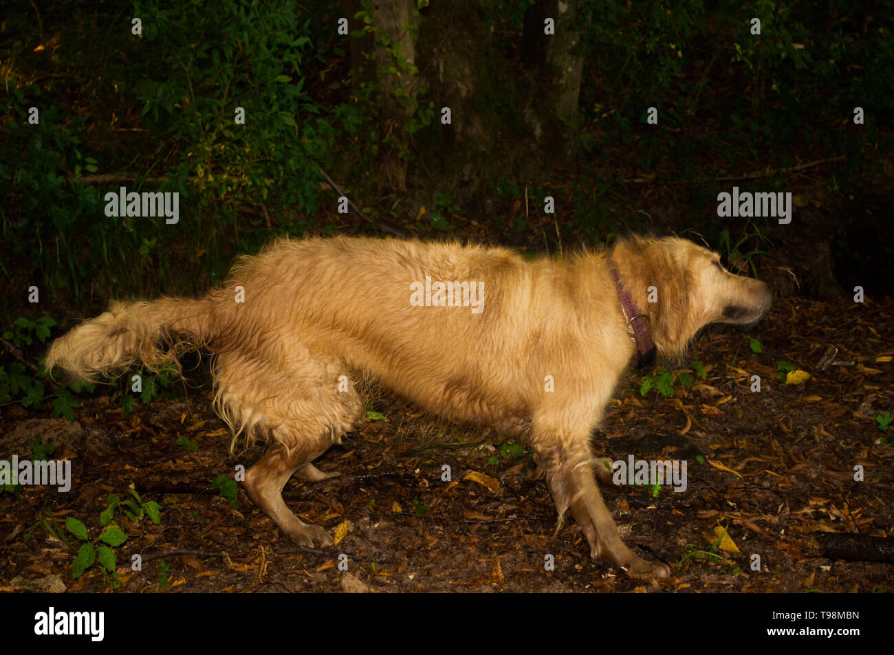 Dog in motion hi-res stock photography and images - Alamy