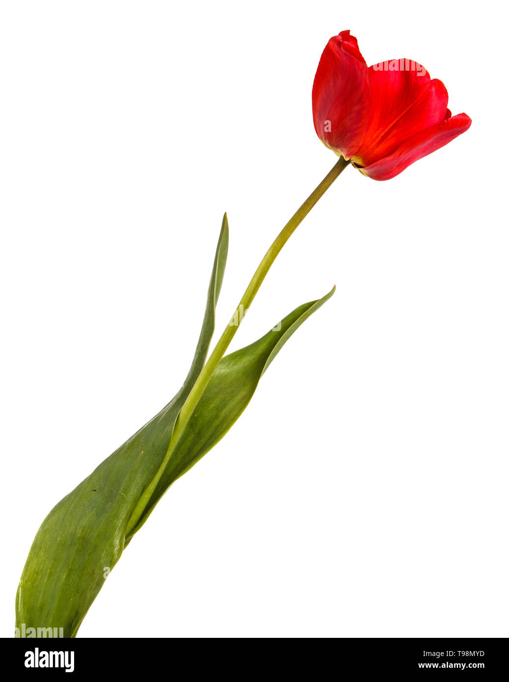 One red tulip. Isolated on white background Stock Photo - Alamy