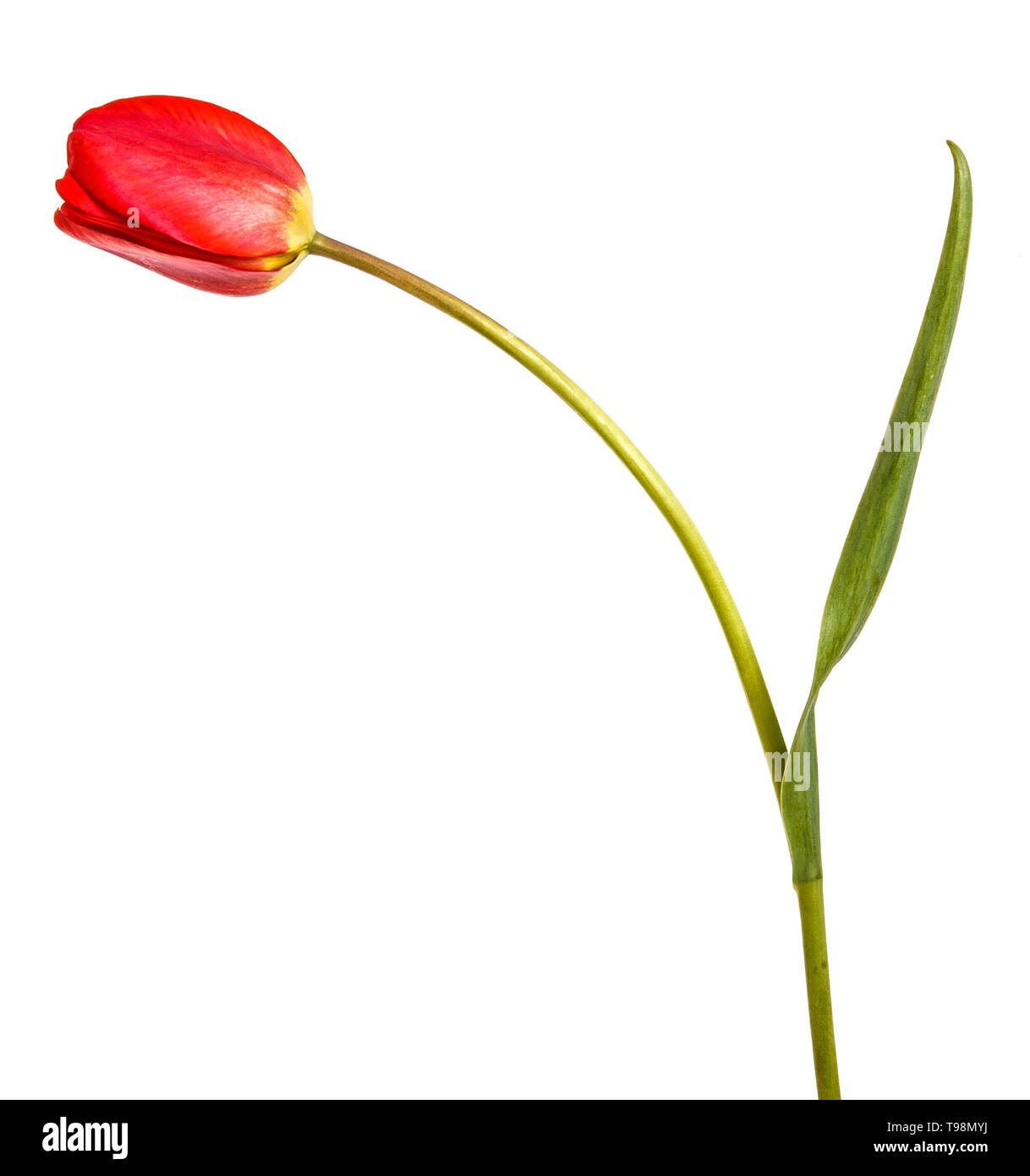 One red tulip. Isolated on white background Stock Photo - Alamy